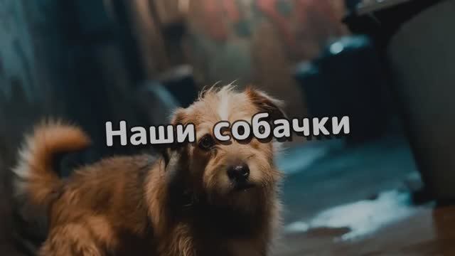 Наши собачки