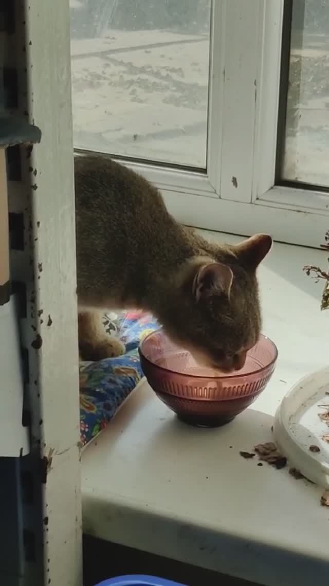 Котик у окна завтрак с видом на жизнь