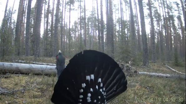 Глухари в заповеднике "Кивач" 17-19.04.2026. Ф/л №4.