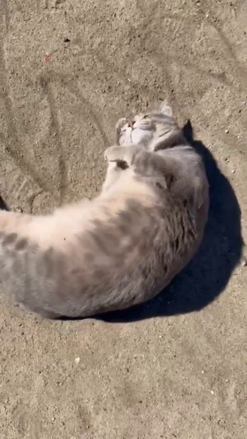 Коржик. Жизнь удалась.