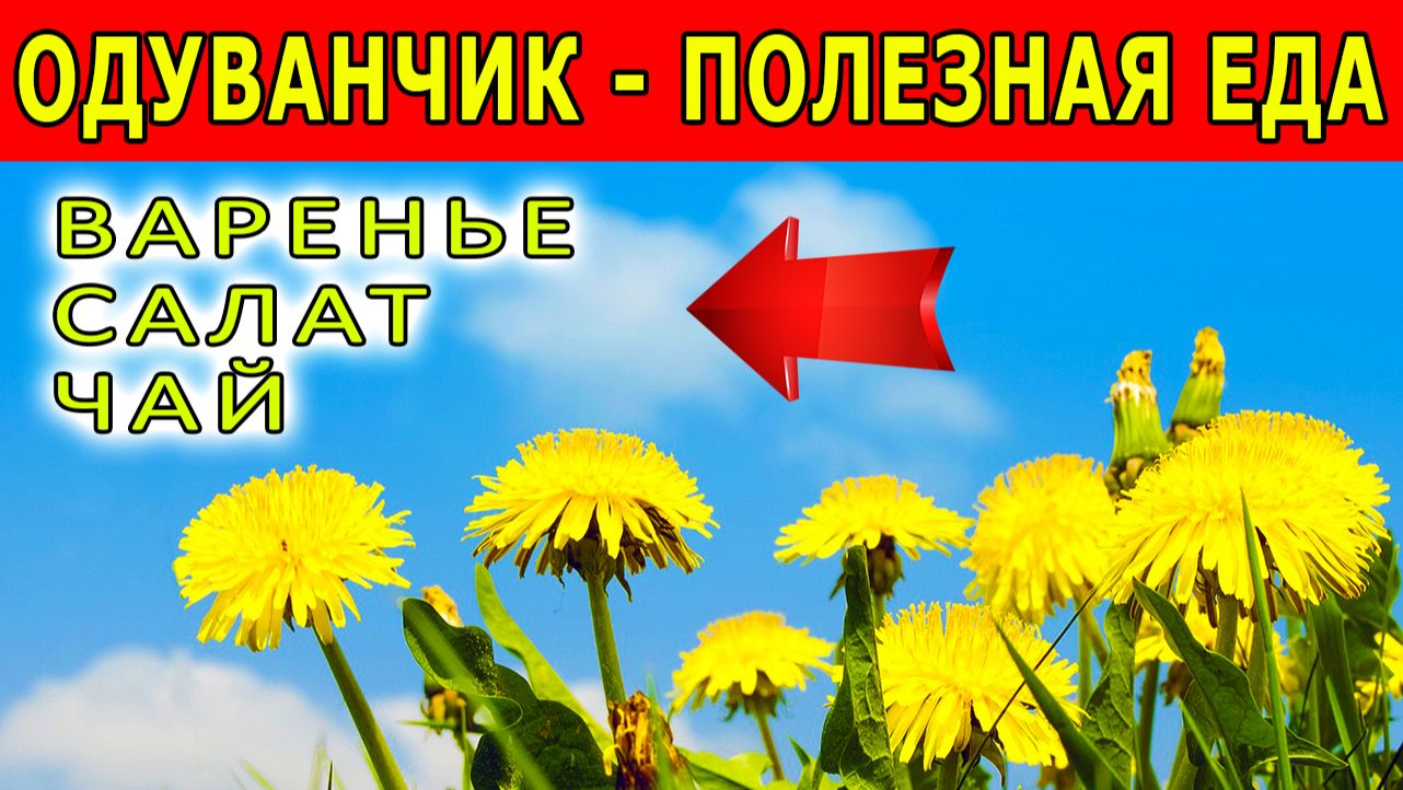 Одуванчик Польза и Вред, как употреблять. Варенье из одуванчиков, рецепты.