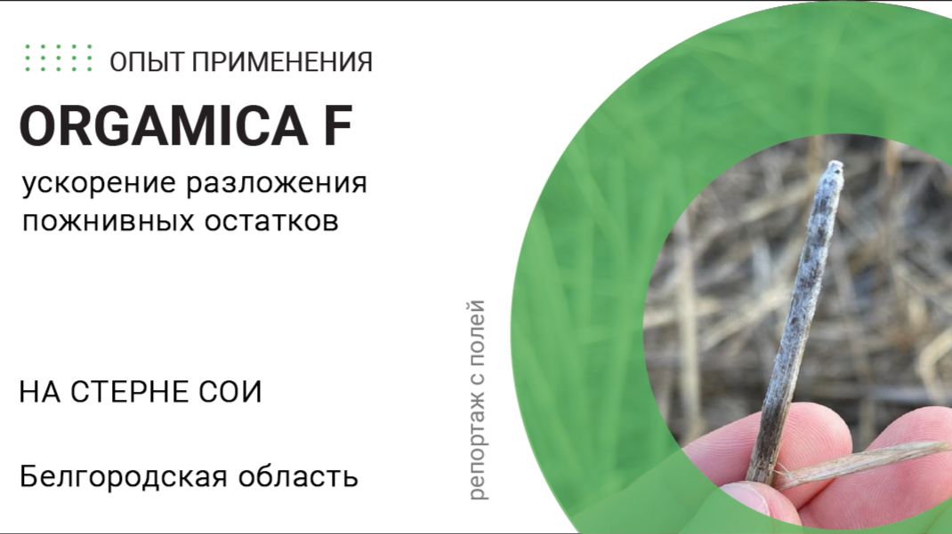 Репортаж с полей. Применение Orgamica F в Белгородской области_2023 г