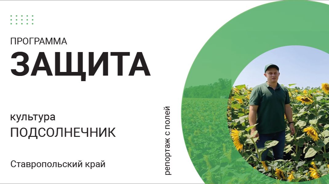 Репортаж с полей. Программа "Защита" на подсолнечнике