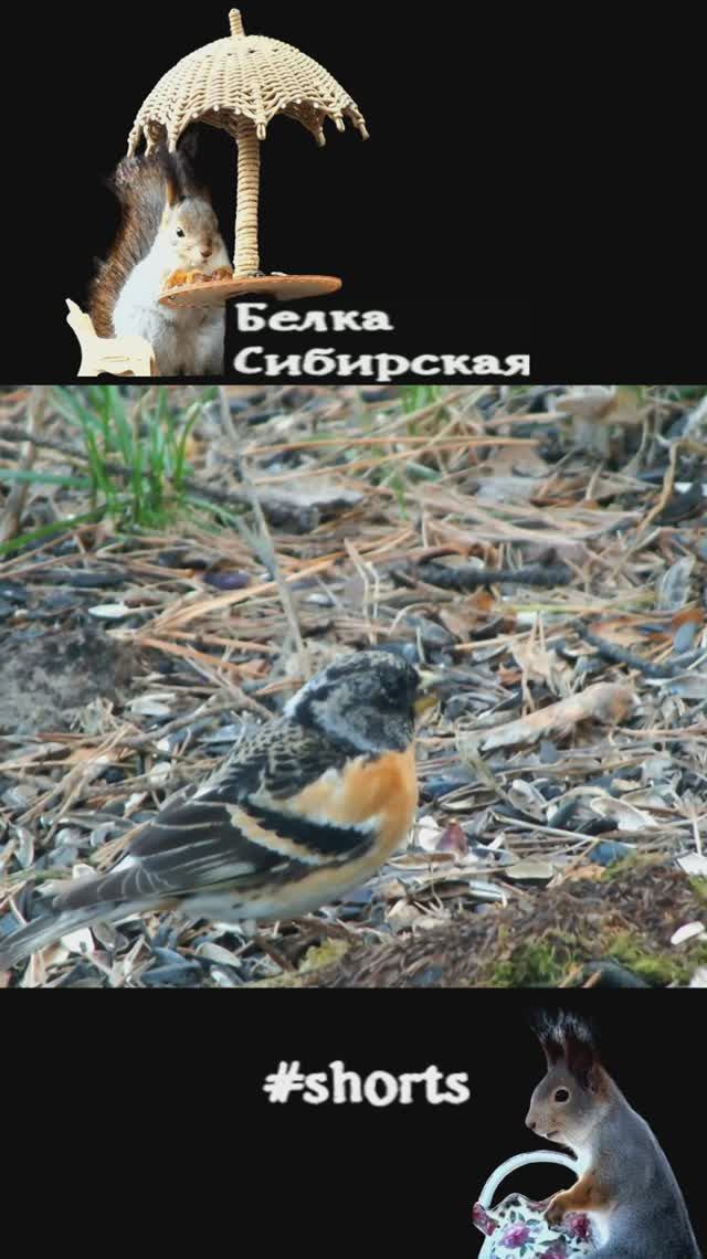 Лесные птицы ходят под кормушкой