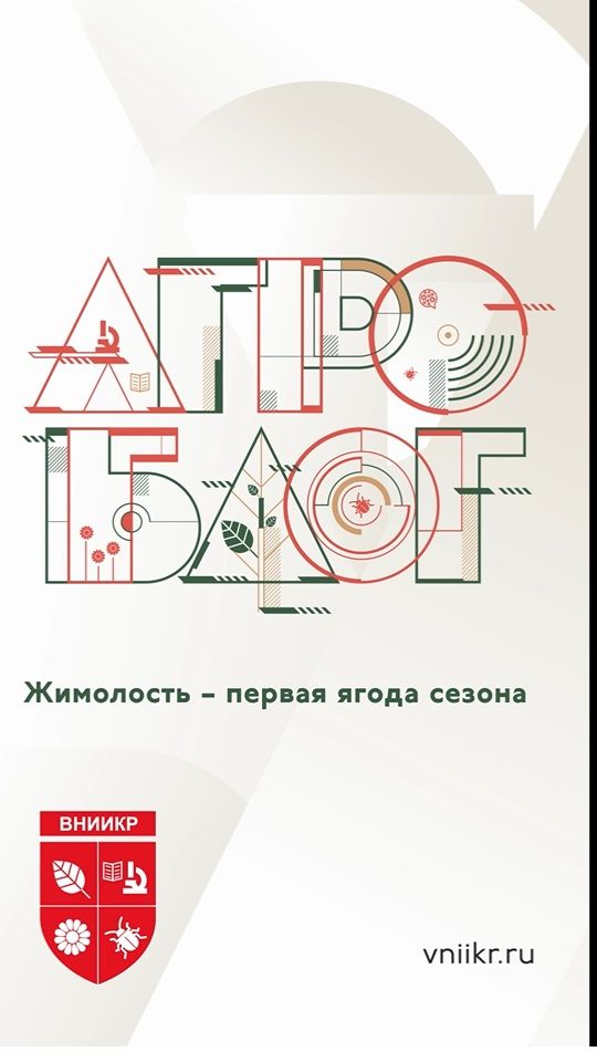 Жимолость- первая ягода сезона