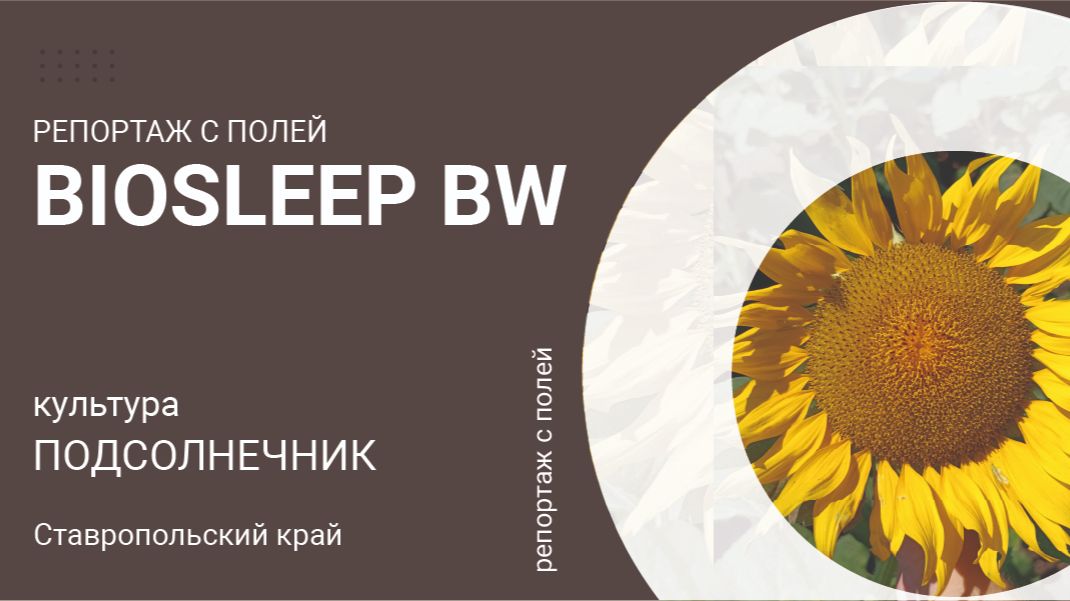 Репортаж с полей.  Применение BioSleep BW  на подсолнечнике
