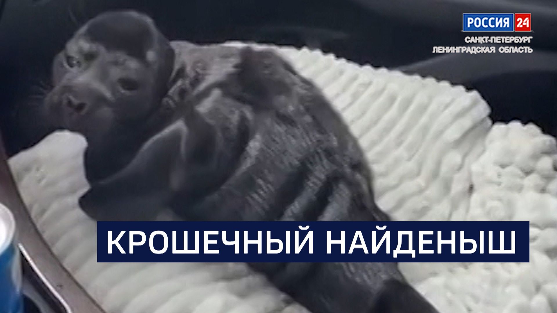 ВЕСТИ 24 Санкт-Петербург от 28.05.2026