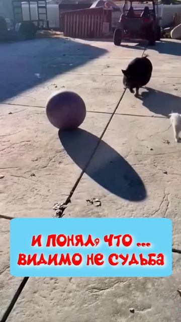 Юмор 5 звезд - #юмор #смешно #ржач #прикол #анекдот #веселоевидео