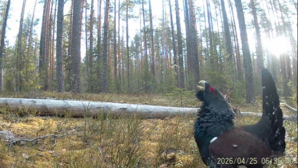 Глухари в заповеднике "Кивач" 25-28.04.2026. Ф/л №4.