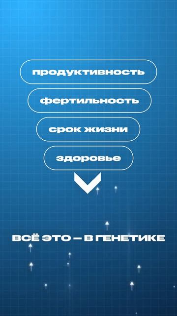 Один неверный выбор быка = убытки на 5 лет вперед