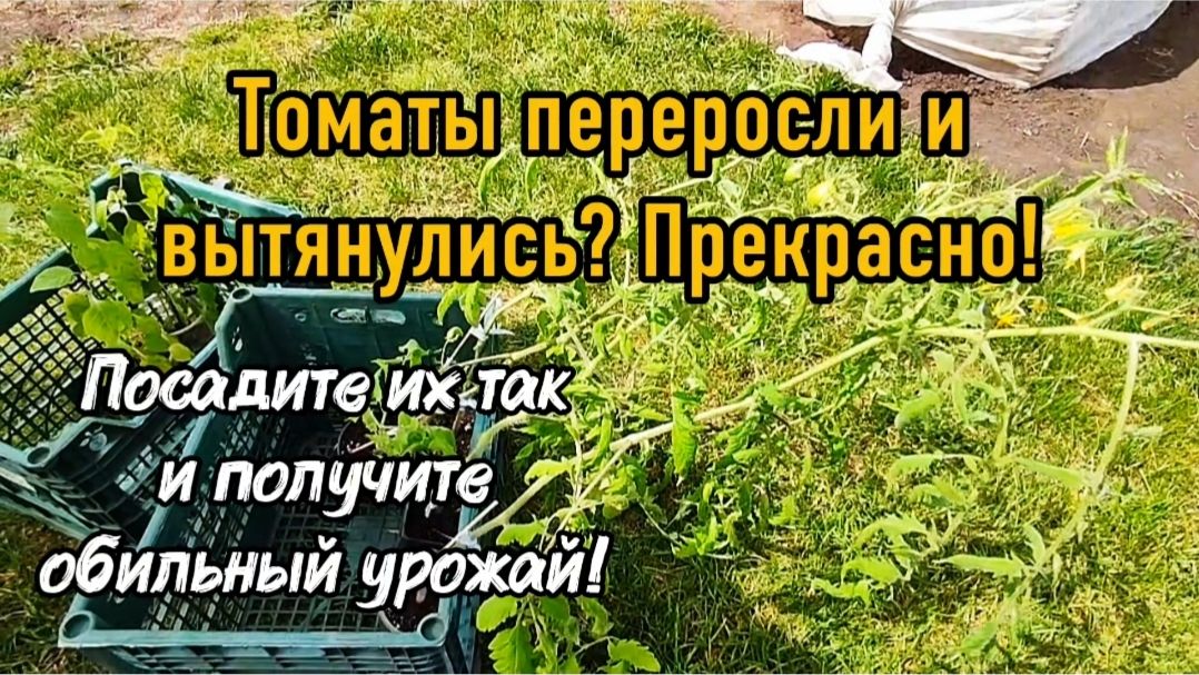 Томаты переросли и вытянулись. Прекрасно! Посадите их так и получите обильный урожай!