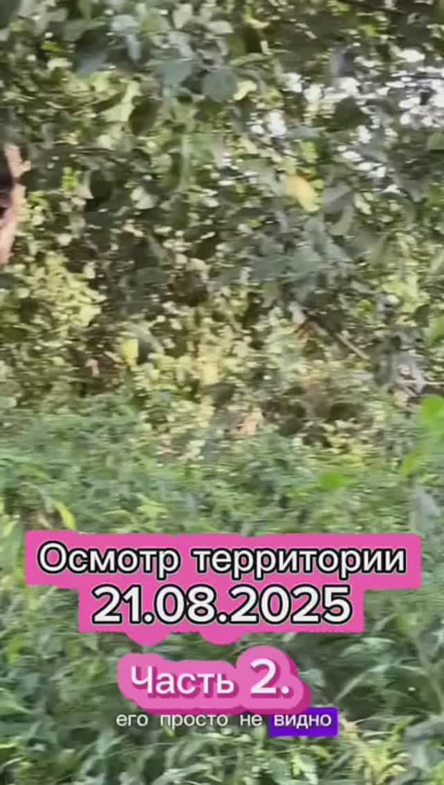 Осмотр территории. 21.08.2025. Часть 2.