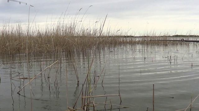 карась весной 26 год 12 мая