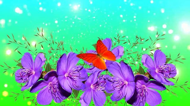 Футаж. Цветочный фон 259