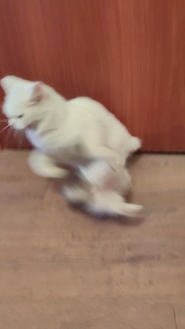 Маленький котенок напугал кошку. #кошки #котята