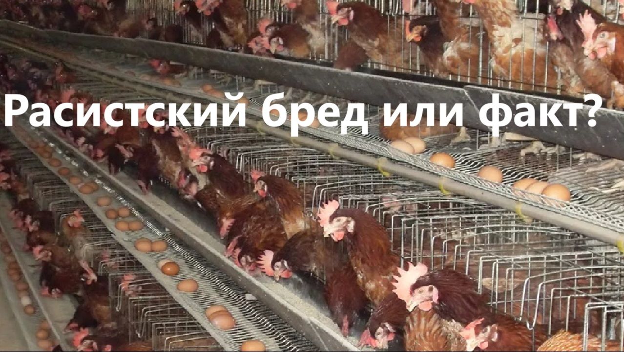 Расистский бред или факт