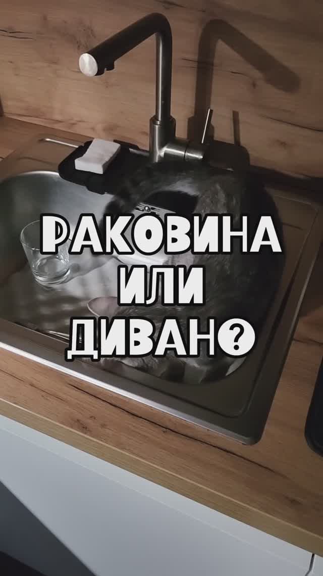 Раковина или диван? Кошка сделала свой выбор!