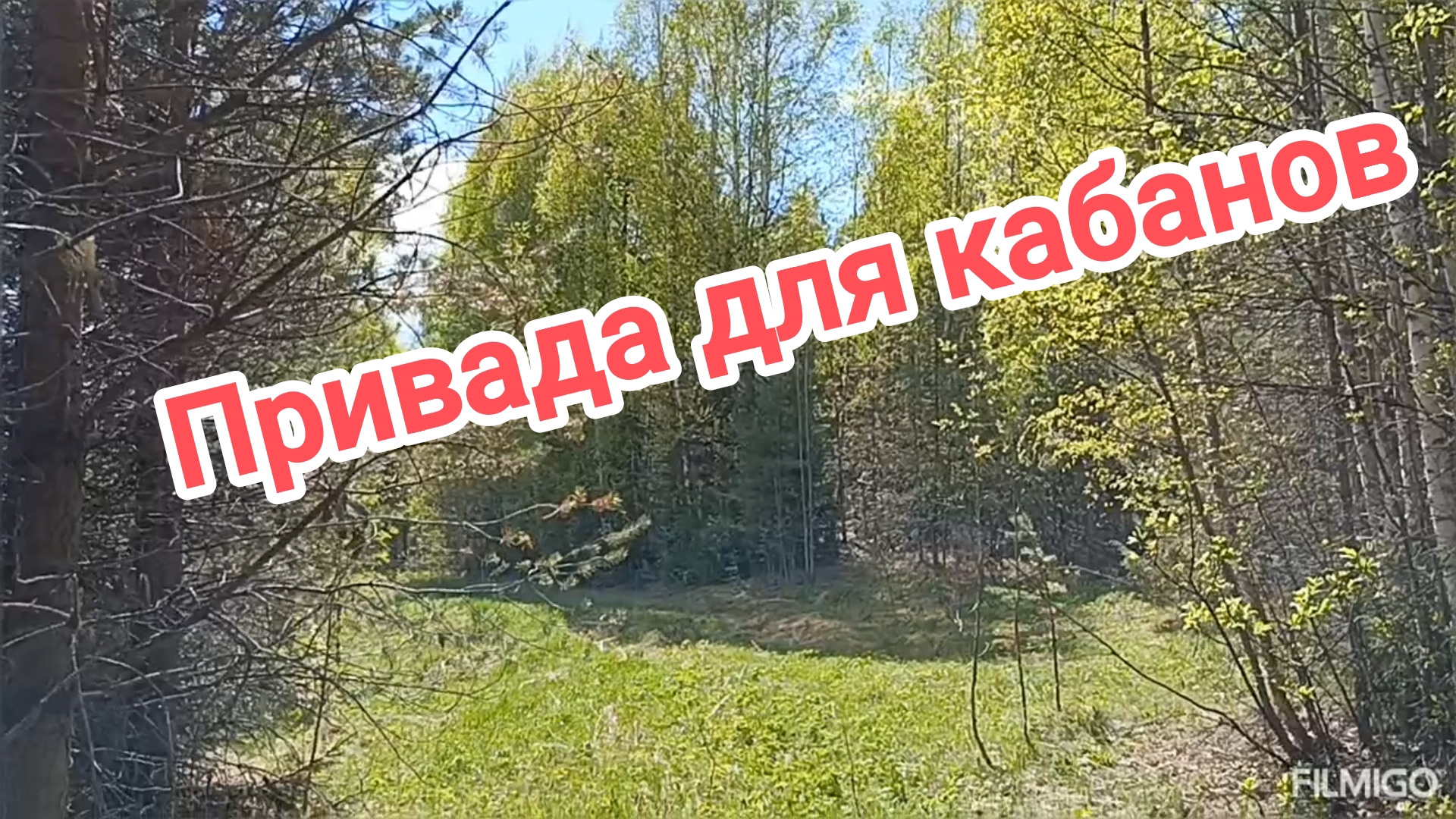 Привада для кабанов