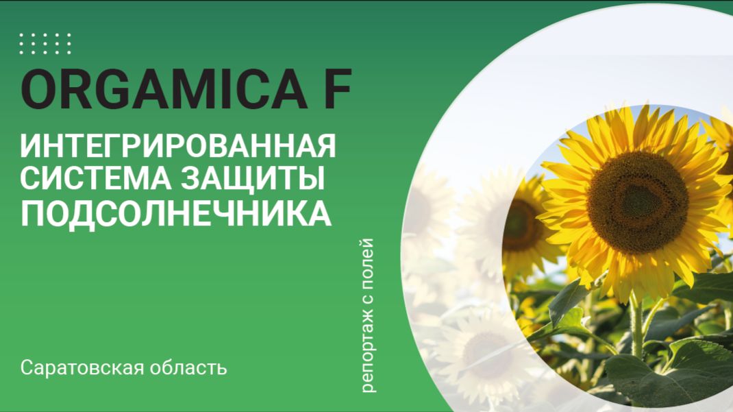 Репортаж с полей. Подсолнечник Саратовской области
