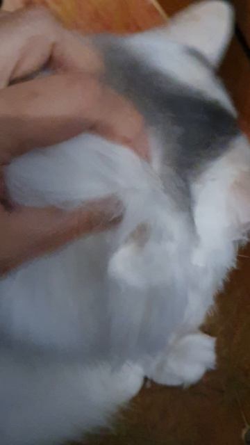 КОШЕЧКА