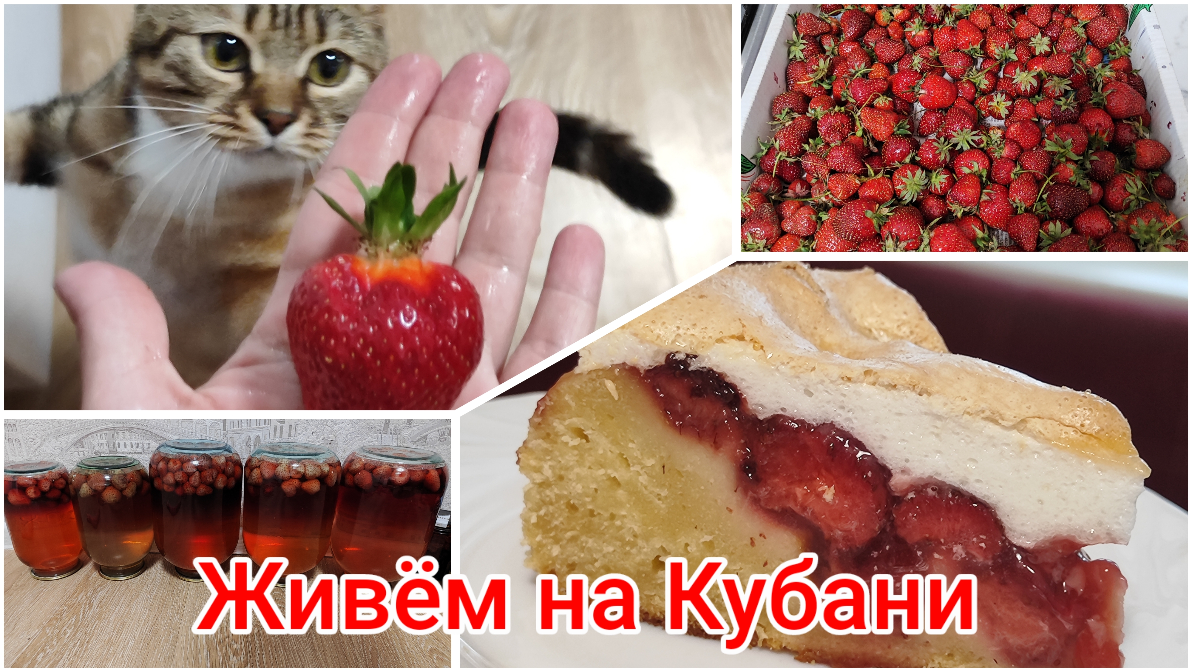 Живём на Кубани🌞 Переработала 14 кг клубники, а погода всё испортила...