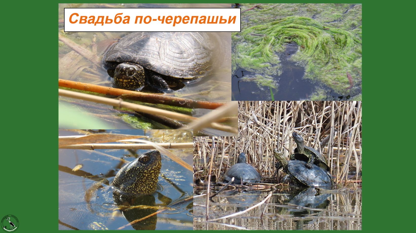 Черепашья свадьба под одеялом из тины