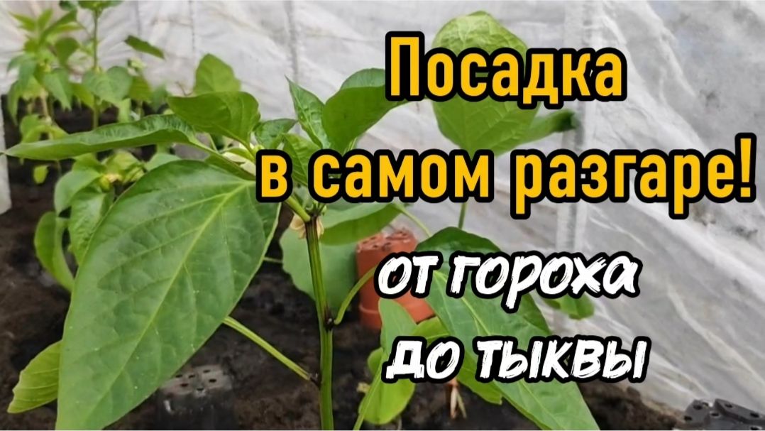 Посадка в самом разгаре! От гороха до тыквы.