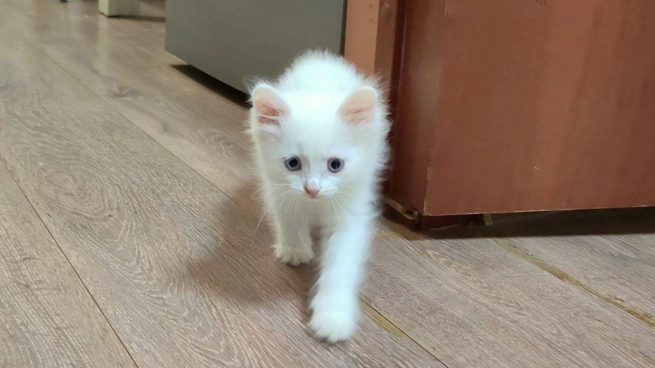 Мама-кошка и её забавные котята. Котёнок Микки прекрасен.