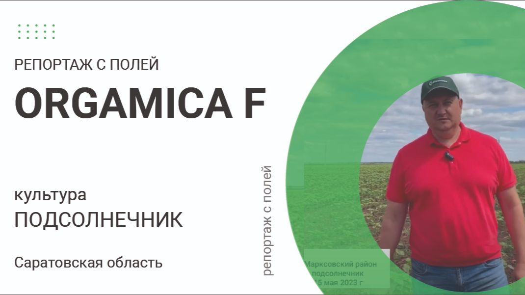Репортаж с полей. Применение Orgamica F  на подсолнечнике. Саратовская область