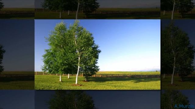 Messiah Project - Adam & Eve