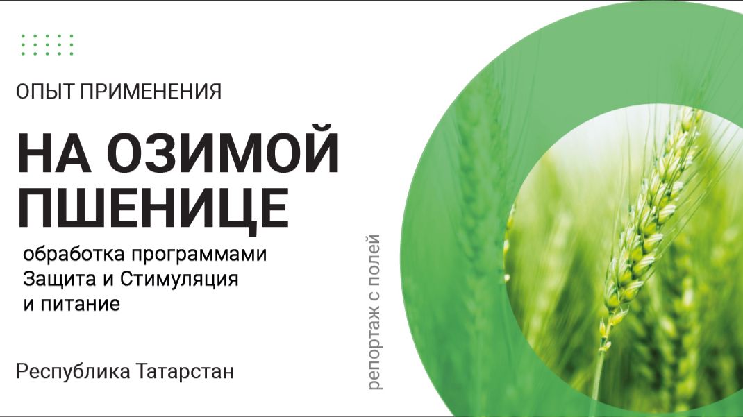 Репортаж с полей. Применение препаратов ГК Bionovatic на озимой пшенице