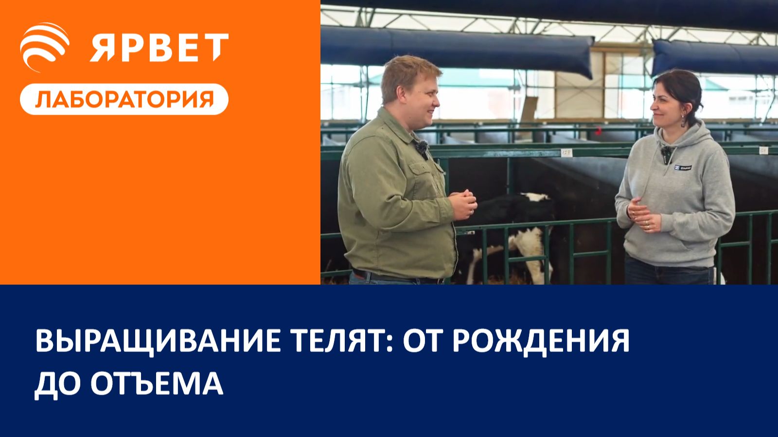 Выращивание телят: от рождения до отъёма | Подкаст для молочного животноводства