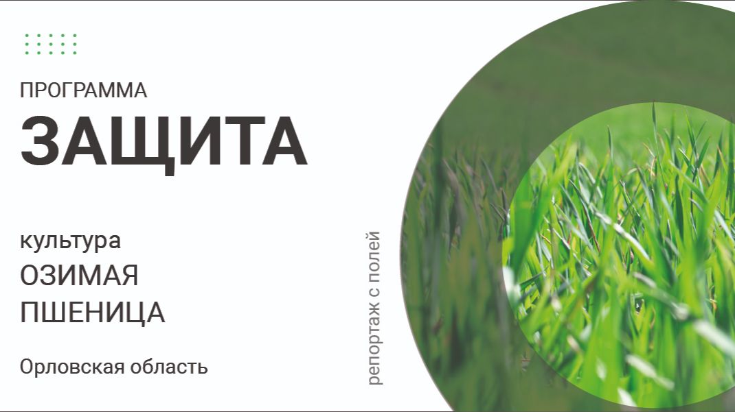 Репортаж с полей. Программа Защита на озимой пшенице