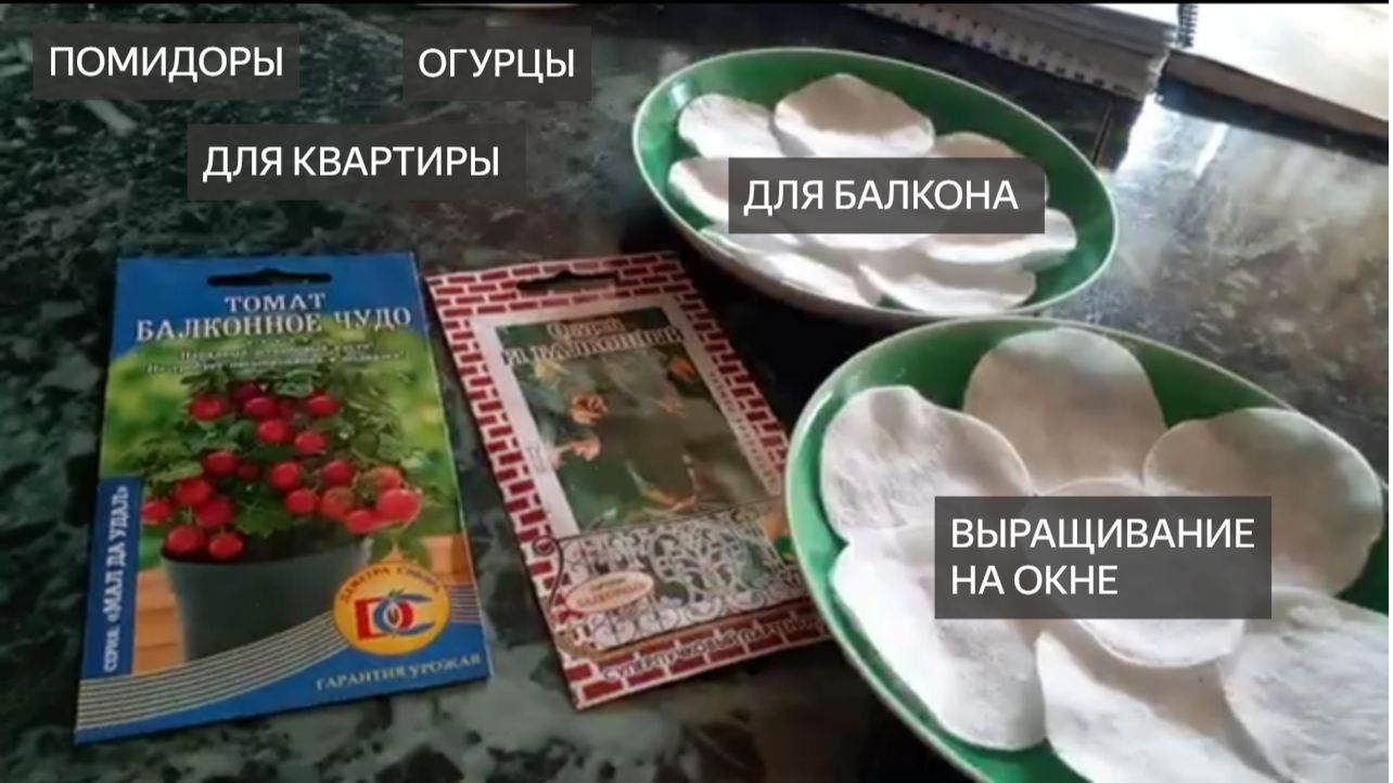 Огурцы. Помидоры. Семена. Какие. Домашние огурцы. Для балкона, окна. Балконное чудо. Как посадить