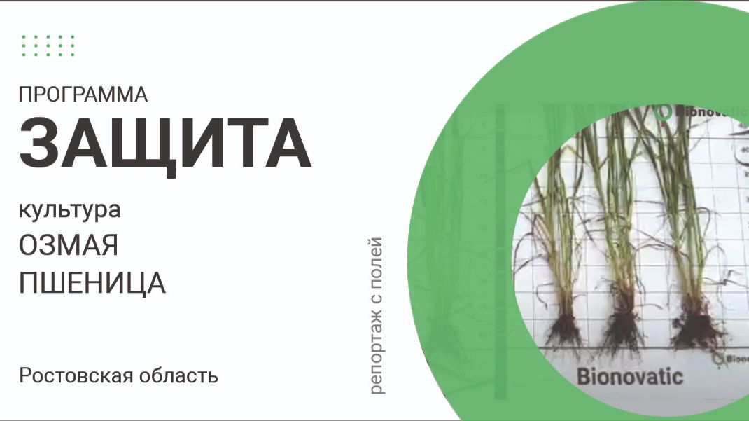 Репортаж с полей. Программа «Защита» на озимой пшенице