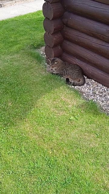 Охотничий кот