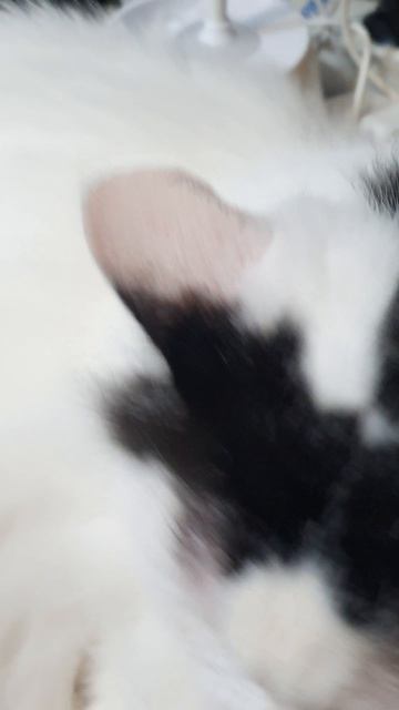 КОТ КУЗЯ
