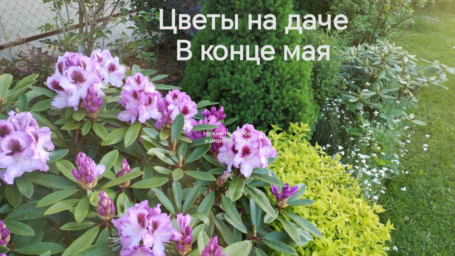 23 мая 2026 года рододендроны в цвету, древовидный пион Пурпурная заря, сирень, спирея Вангутта