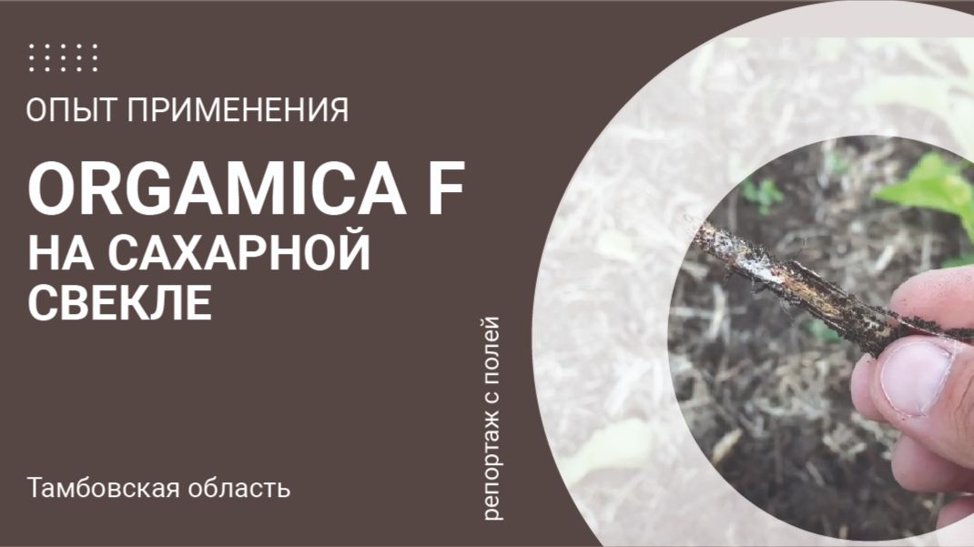 Репортаж с полей. Эффективное применение Orgamica F в Тамбовской области