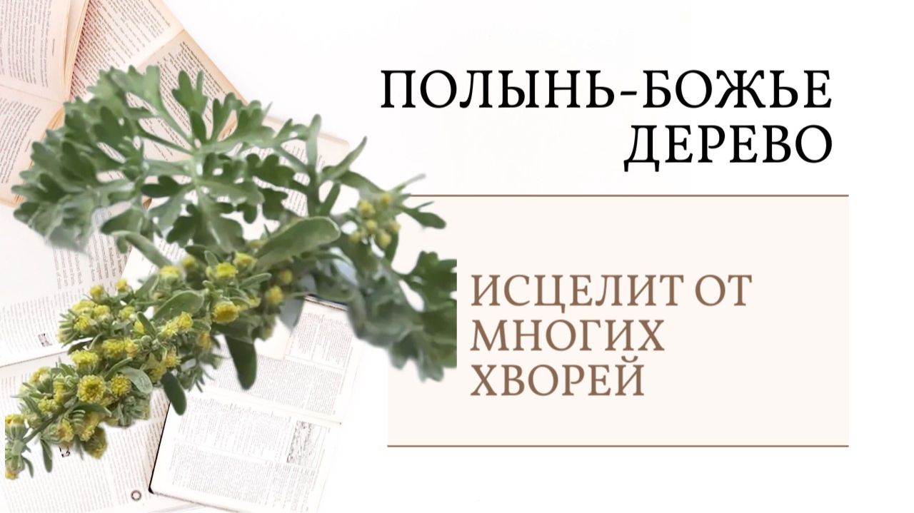 ПОЛЫНЬ БОЖЬЕ ДЕРЕВО ИСЦЕЛИТ ОТ МНОГИХ ХВОРЕЙ
