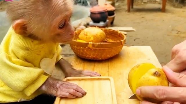 Жизнь маленькой обезьянки 9 часть🐵🐒