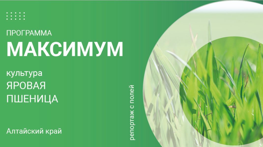 Репортаж с полей. Программа «Максимум» на яровой пшенице