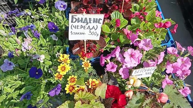 Цветочный рынок. Мой гид по цветочному рынку Подмосковья 2026г