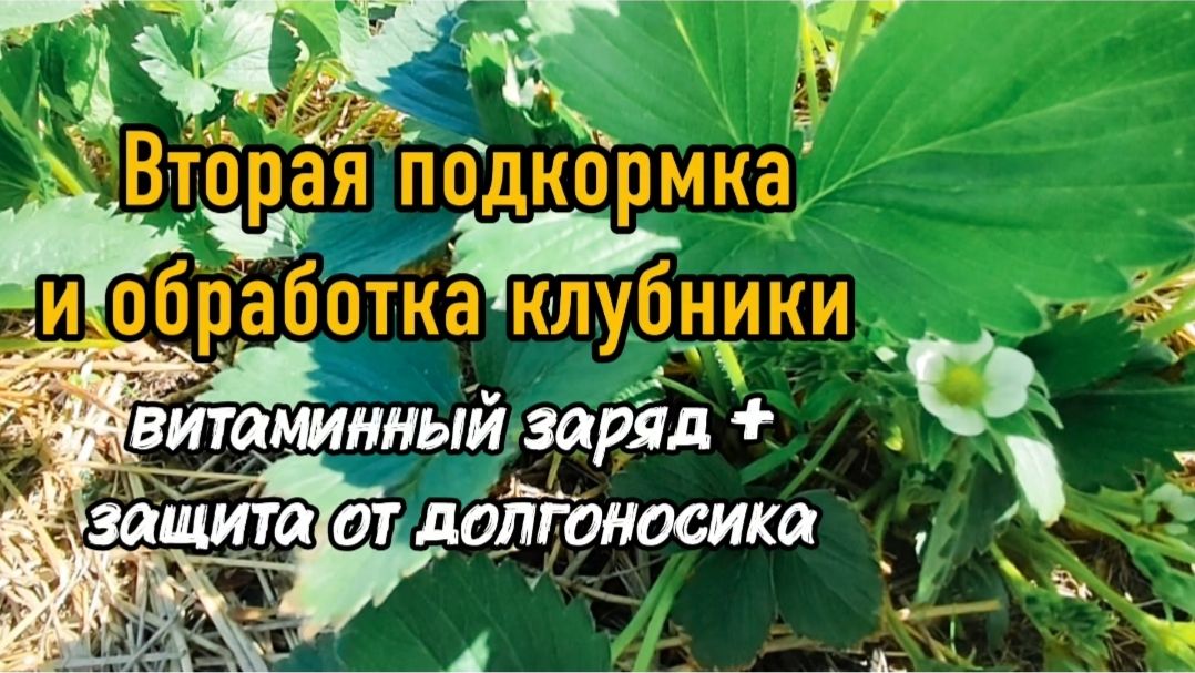 Вторая подкормка и обработка клубники. Витаминный заряд + защита от вредителей.