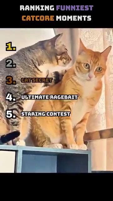 Cats Acting Like Tiny Villains | Funny Cat Moments