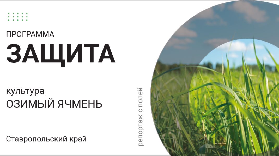 Репортаж с полей.  Программа "Защита" на озимом ячмене
