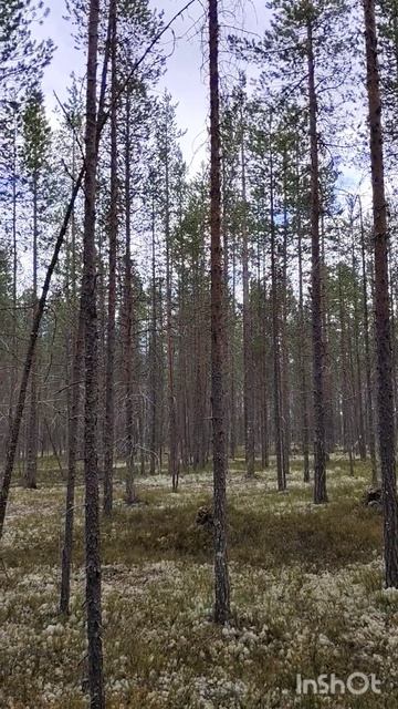 Северный сосновый лес. Так и кажется, что на поваленном дереве появятся медвежата. 23-05-2026