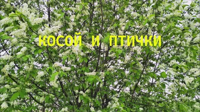 КОСОЙ И ПТИЧКИ