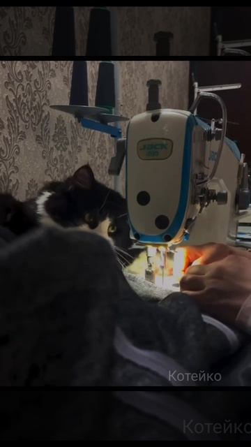 Дай пошить! Кот - швей 😼