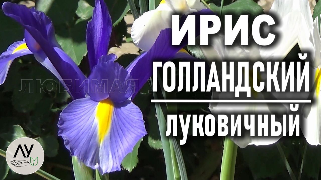 Ирисы луковичные голландские: посадка, уход и секреты пышного цветения